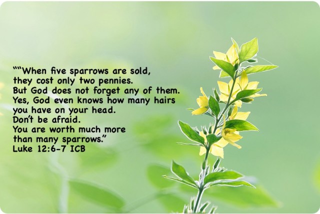 Sparrows – at the foot of mountains